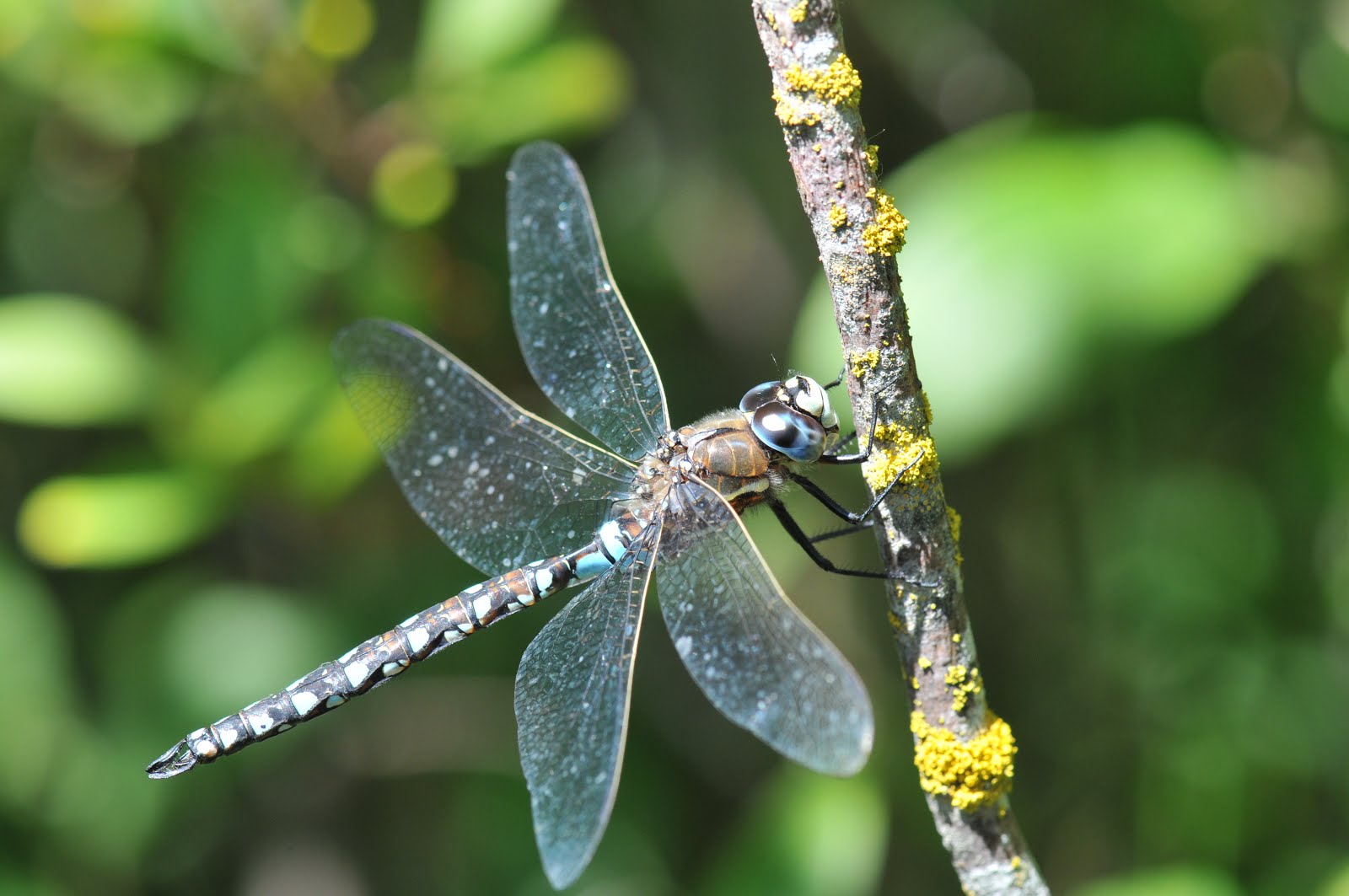 The Dragonfly Whisperer: Species Spotlight: California Darner