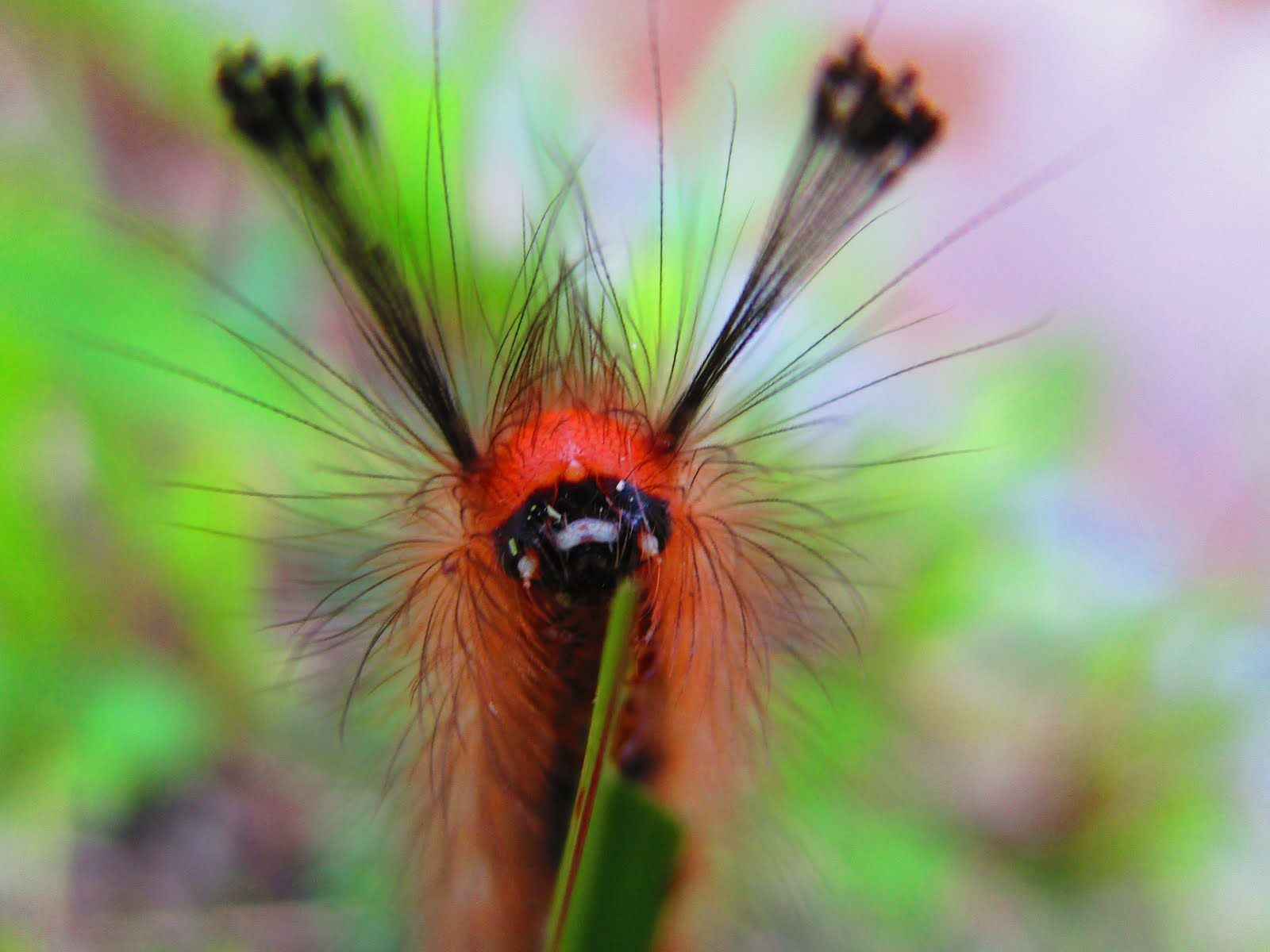 Pengertian, Fungsi, Bentuk, Peranan, Kegunaan dan Syarat Terbentuknya ...