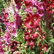 In en om die huis: Stokrose - 'n Gunsteling deur baie jare