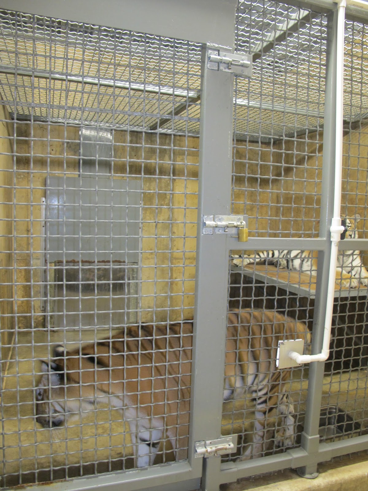 Adventures of a Zookeeper: Safety is No Joke