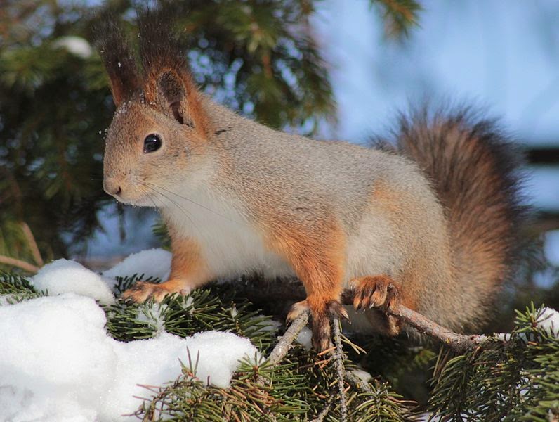 The News For Squirrels: Squirrel Facts: The Eurasian Red Squirrel