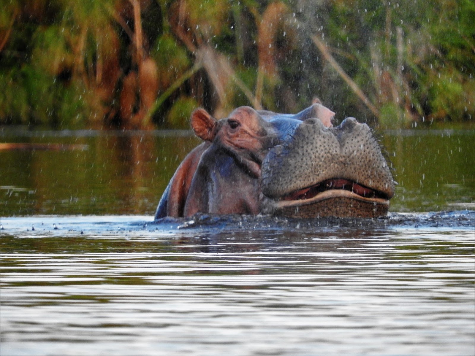 The Girl with the Panda Tattoo: Overland Africa: The Wildlife