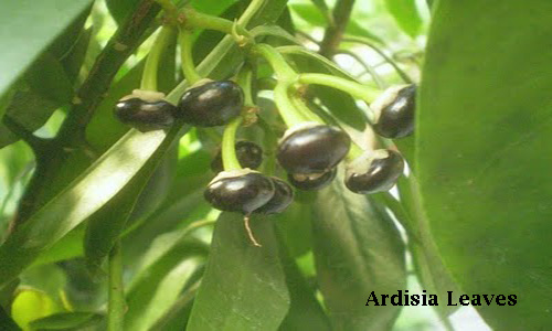 Plants Care Guide: How to care for Evergreen Plant Ardisia