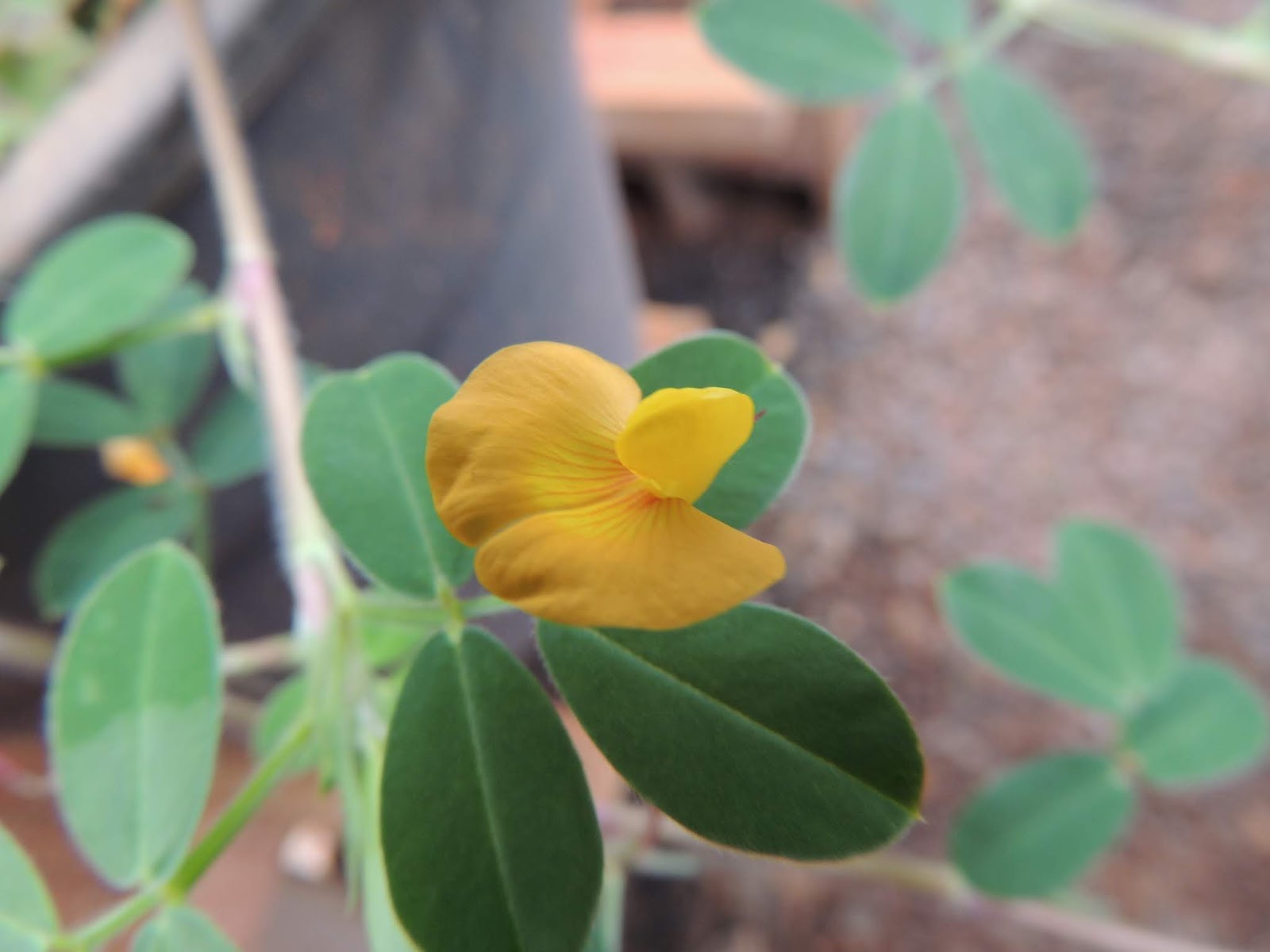 Fabaceae - Leguminosae no Brasil: maio 2018