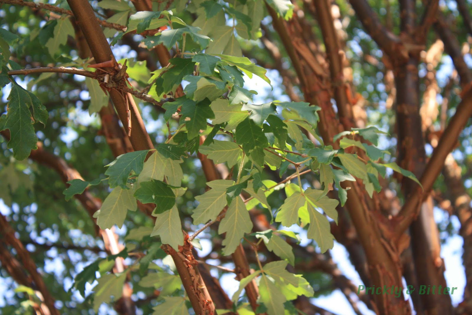 Prickly and Bitter: The maple with gold paper bark