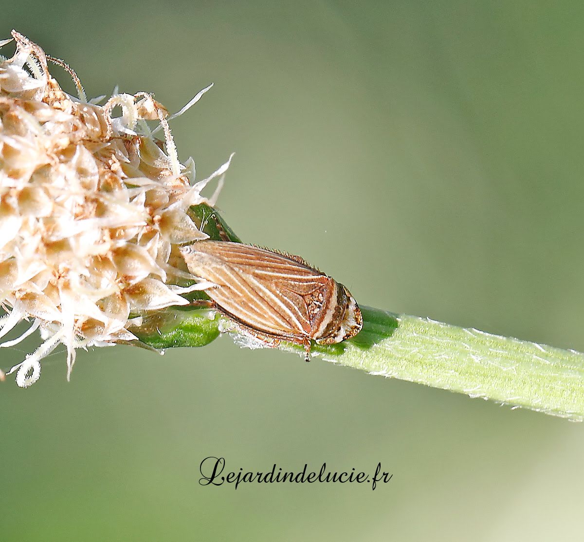 Catalogue sur plantain!