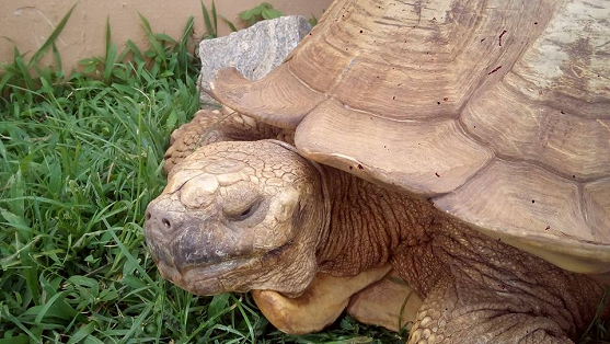 New Photos Of Alagba The Oldest Tortoise In The World Living At Soun Of ...