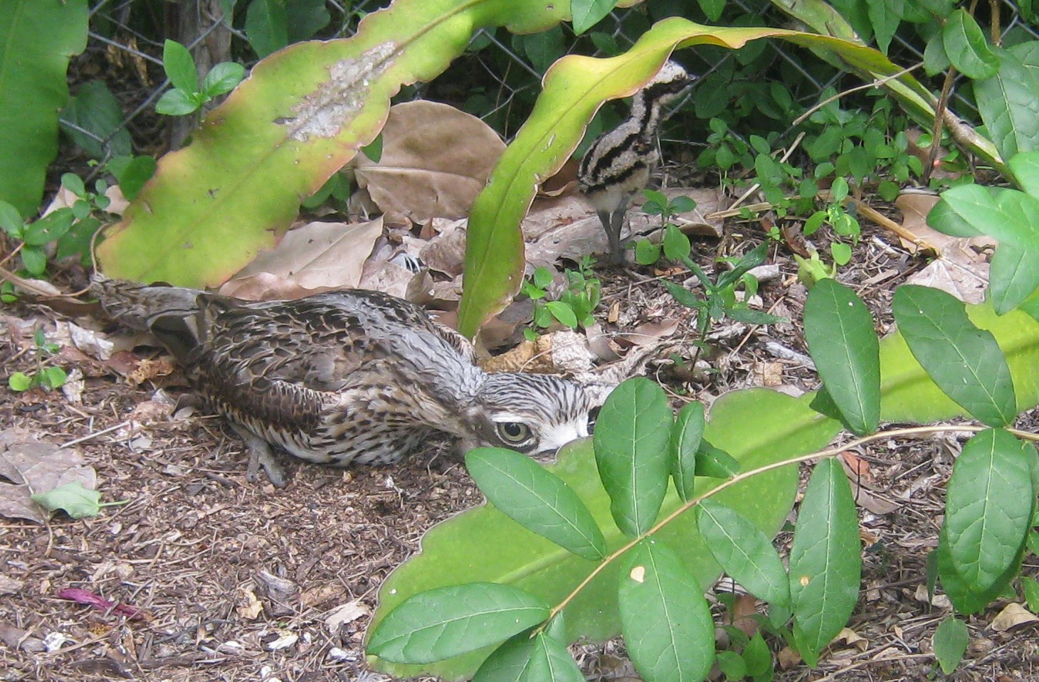 Little Darwin: CURLEW WATCH RESUMES
