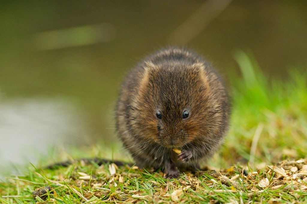 British Wildlife Centre ~ Keeper's Blog: Water Vole and Adder Update