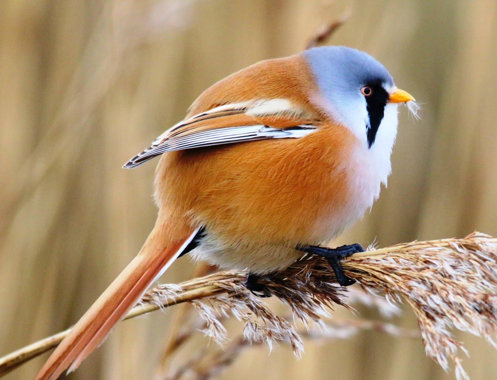 Moysie's Birding Blog: Volunteering at Minsmere - 18th January 2015