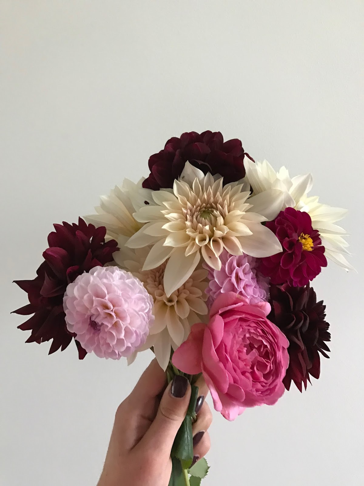 Garden - Growing Dahlias. - Roses and Rolltops