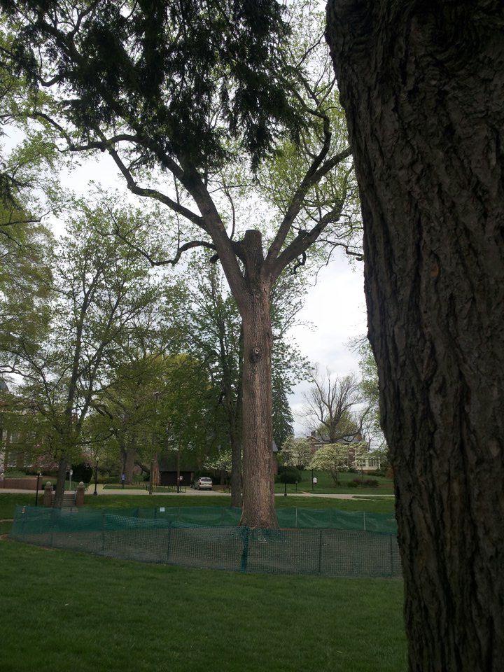Roanoke College Environmental Studies: The Bittle Tree