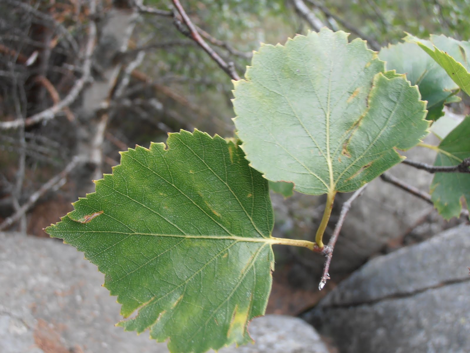 Entre plantas y bichos: Betula alba (Abedul)
