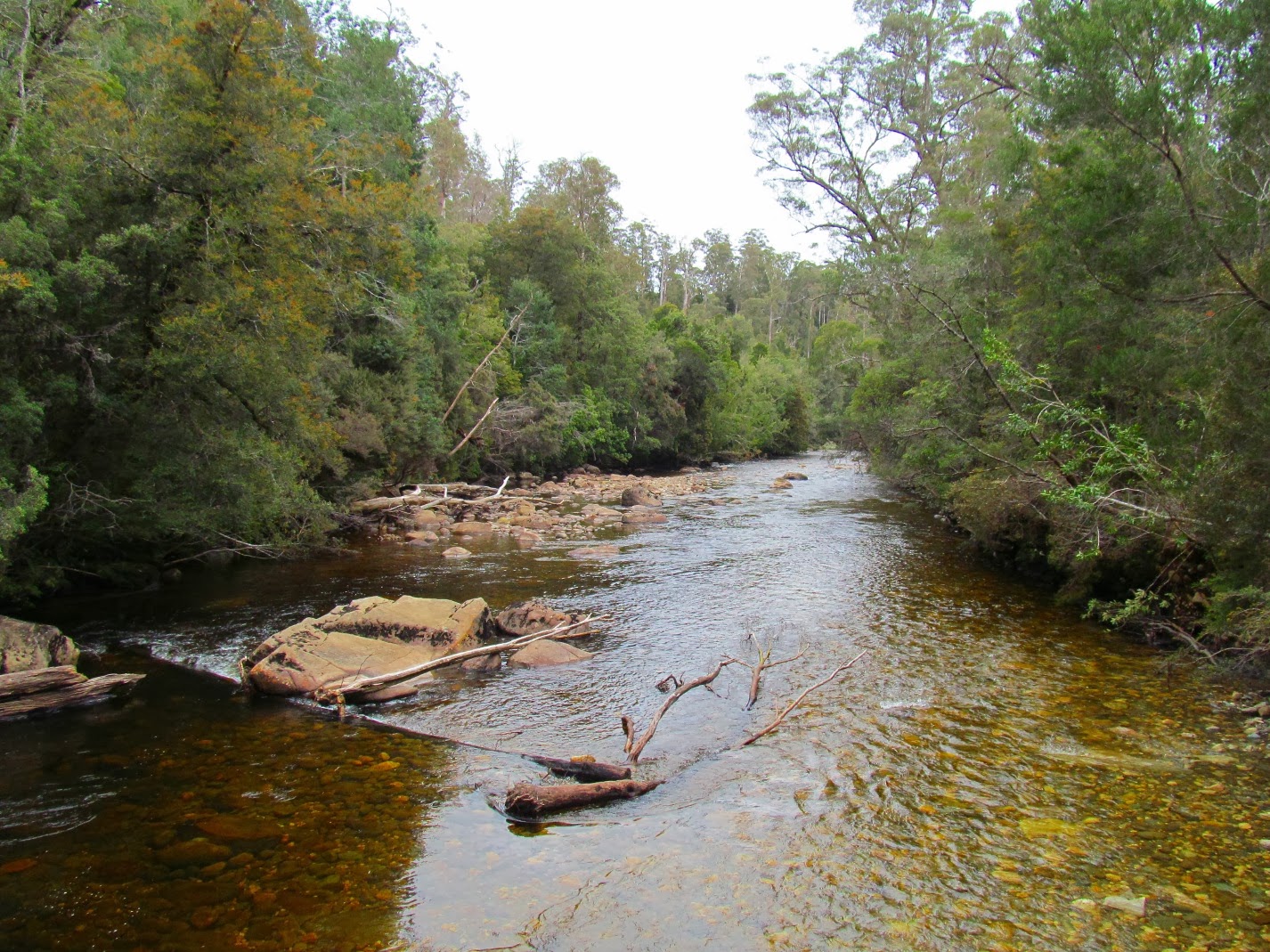 PhyloBotanist: Tasmania, part 4: Western Wilderness