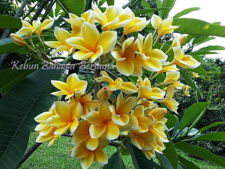 Kebun Bahagia Bersama: Yang Berbunga-Bunga Top 3 Perennial Flower June 2014