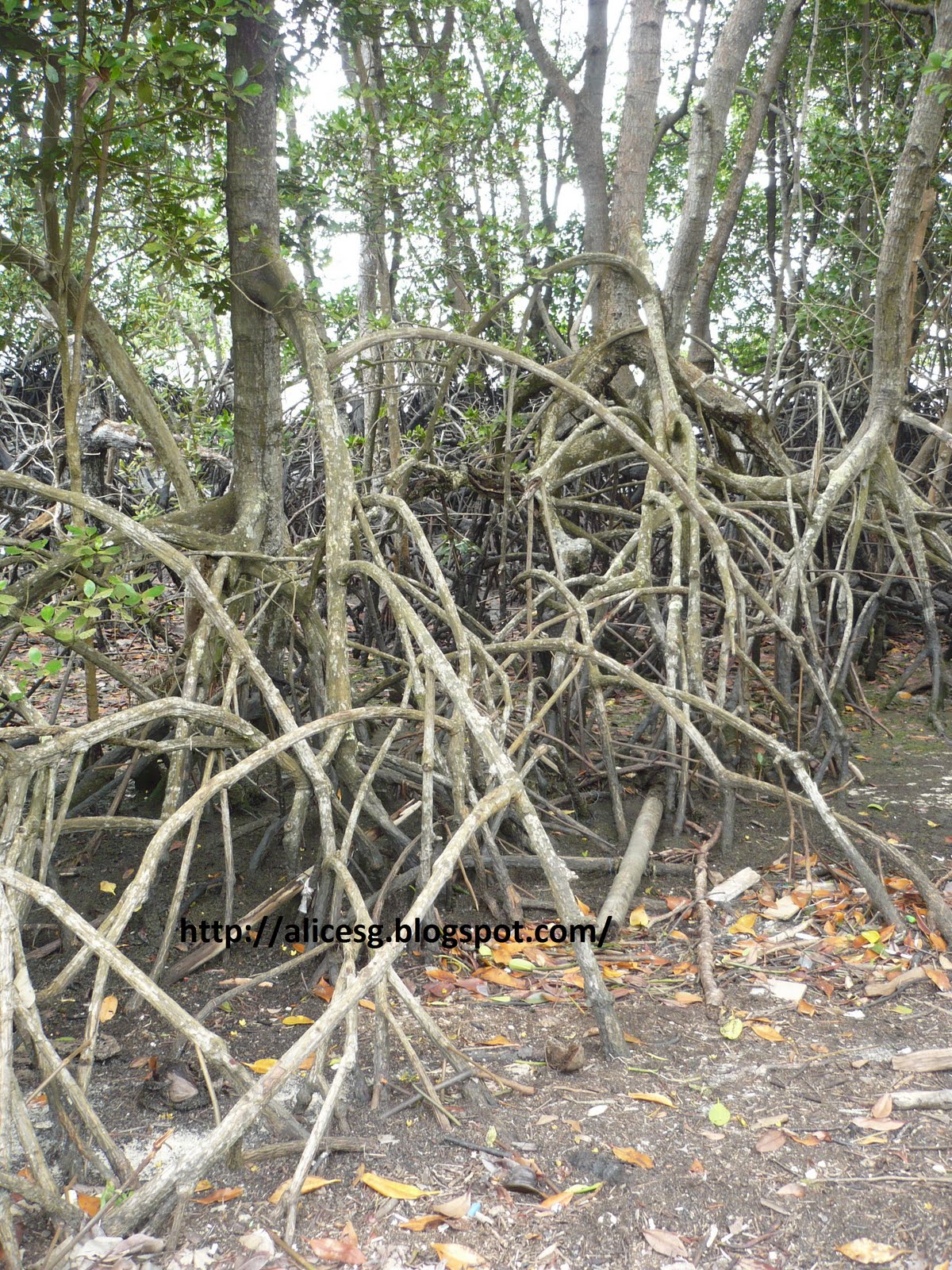 Alicesg-Singaporemyhome: Pulau Ubin - Mangroves and attap chee