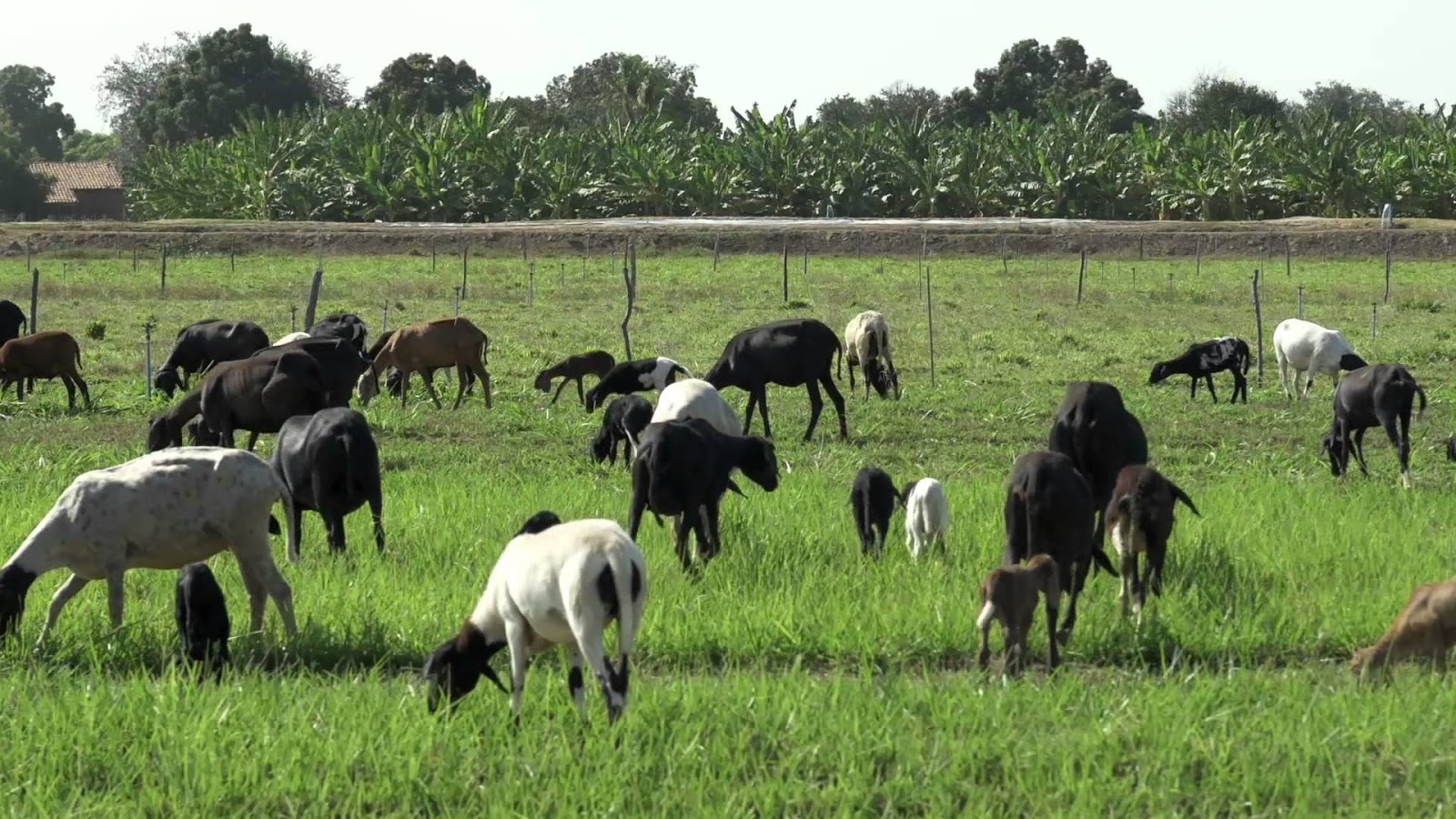 CRIAÇÃO DE ANIMAIS: Formação e manejo de capineiras e de pastagens para ...