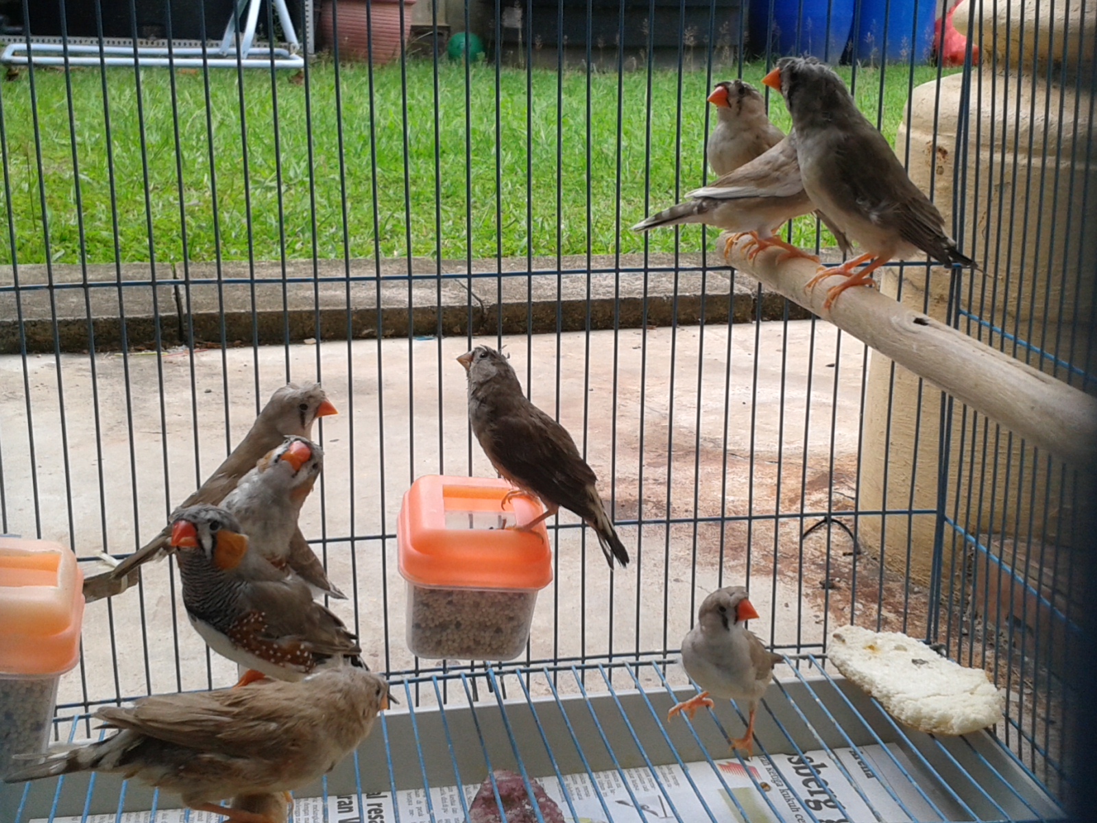 eddie bird aviary: Zebra Finch Crested RM50