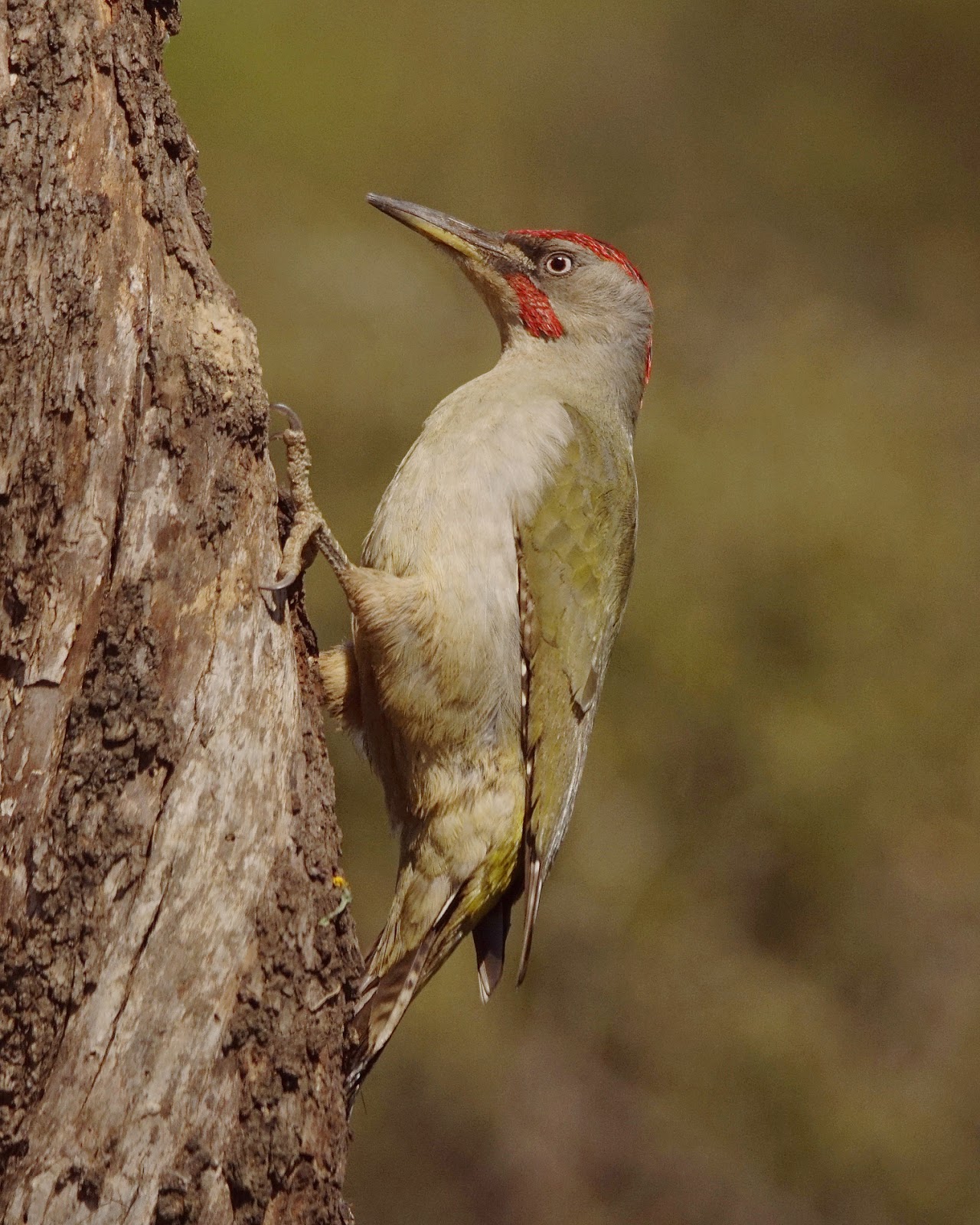Pasión por las aves: Pito real,(Picus viridis)