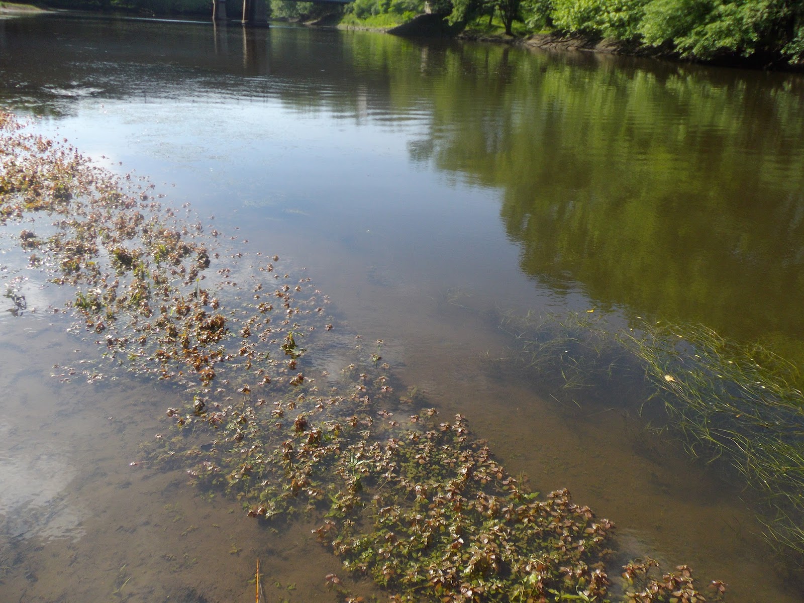 The Great Lakes Of Nyc Passaic River For Northern Pike