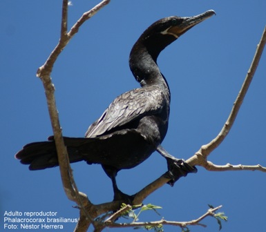 Caza y tiro con aire: Cormorán o Pato Chancho ( Phalacrocorax Brasilianus)
