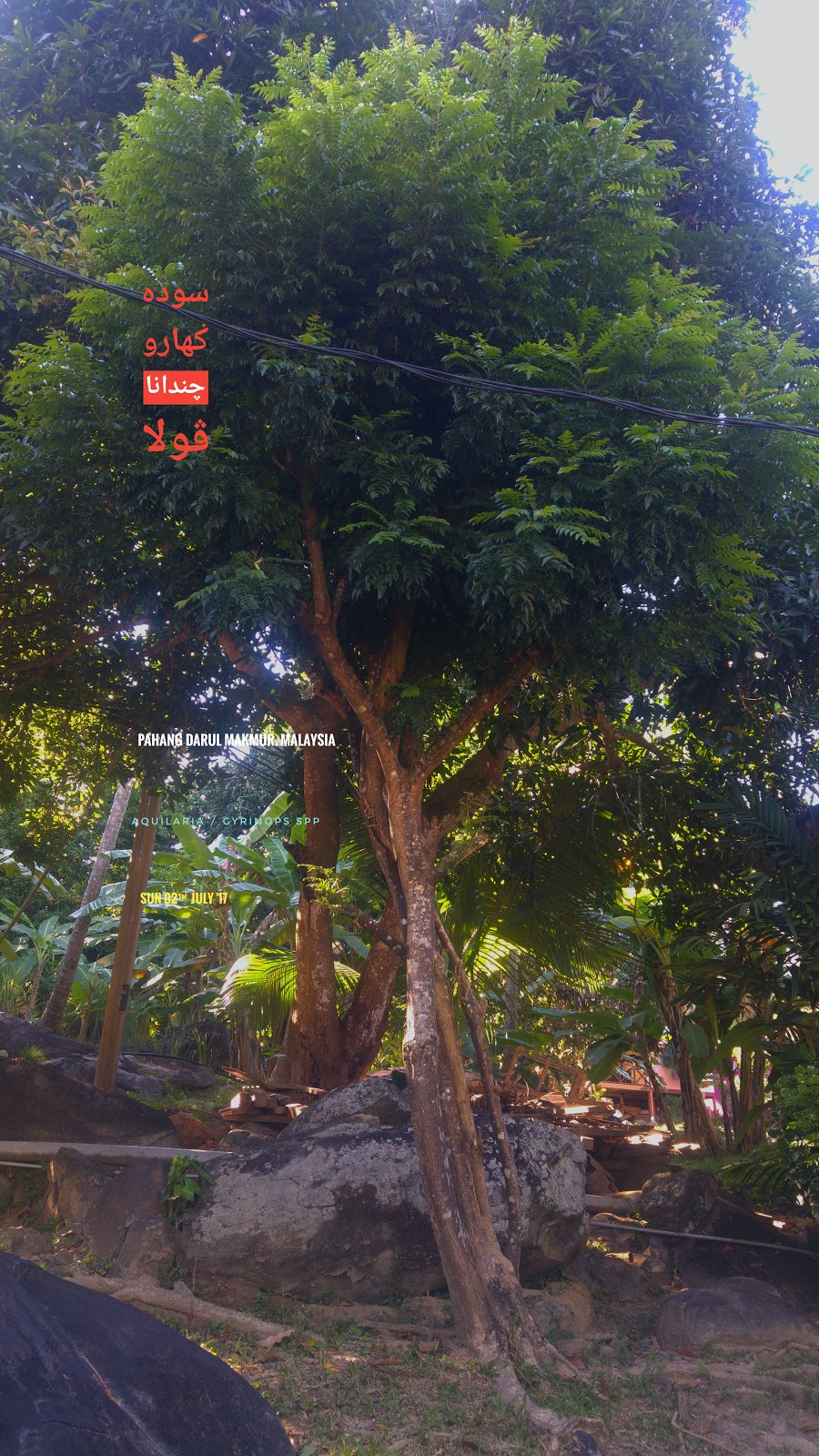 Agarwood For Life: Part 6 - Visiting the agarwood tree