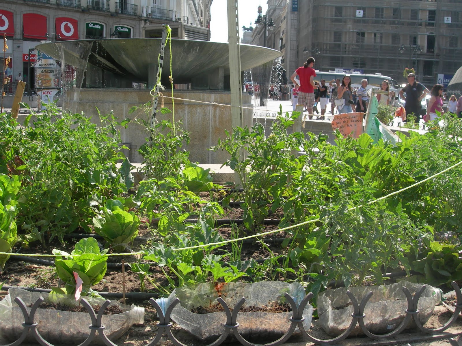 Polystyrene Garden Junkie: Political vegetable gardening in Madrid