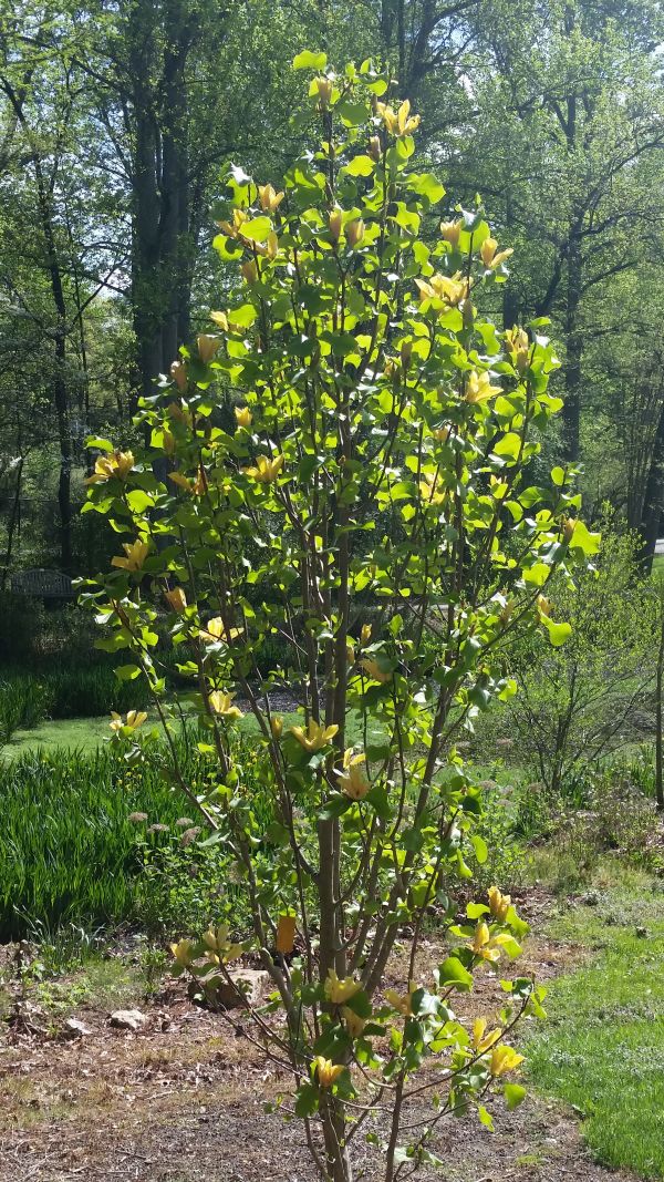 Future Plants by Randy Stewart: MAGNOLIAS