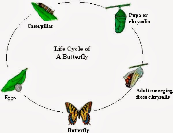 Butterfly Metamorphosis butterfly-metamorphosis