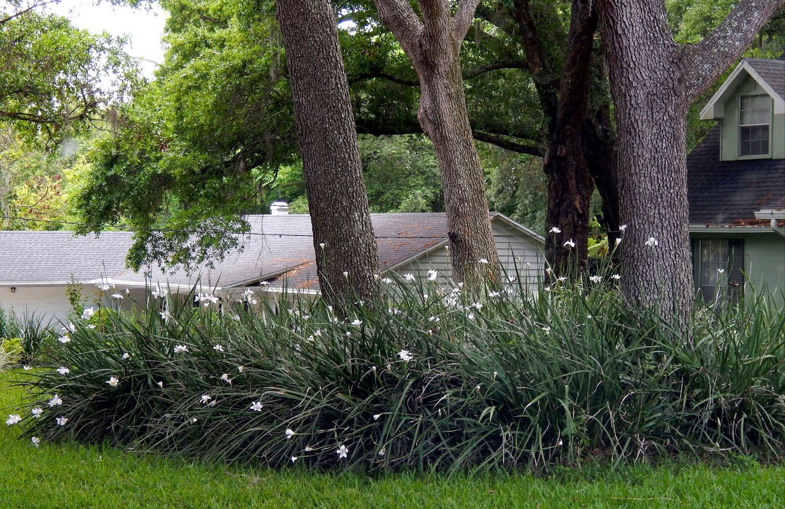 The Gardens of Mount Dora: African Iris Love Springtime