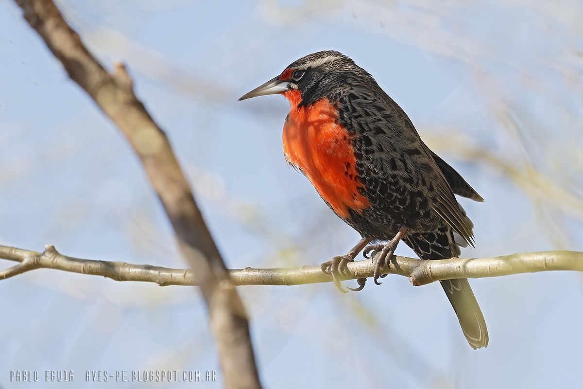 mis fotos de aves: Leistes loyca Loica Long-tailed Meadowlark