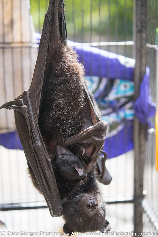 Disembodied Ninja: 2015