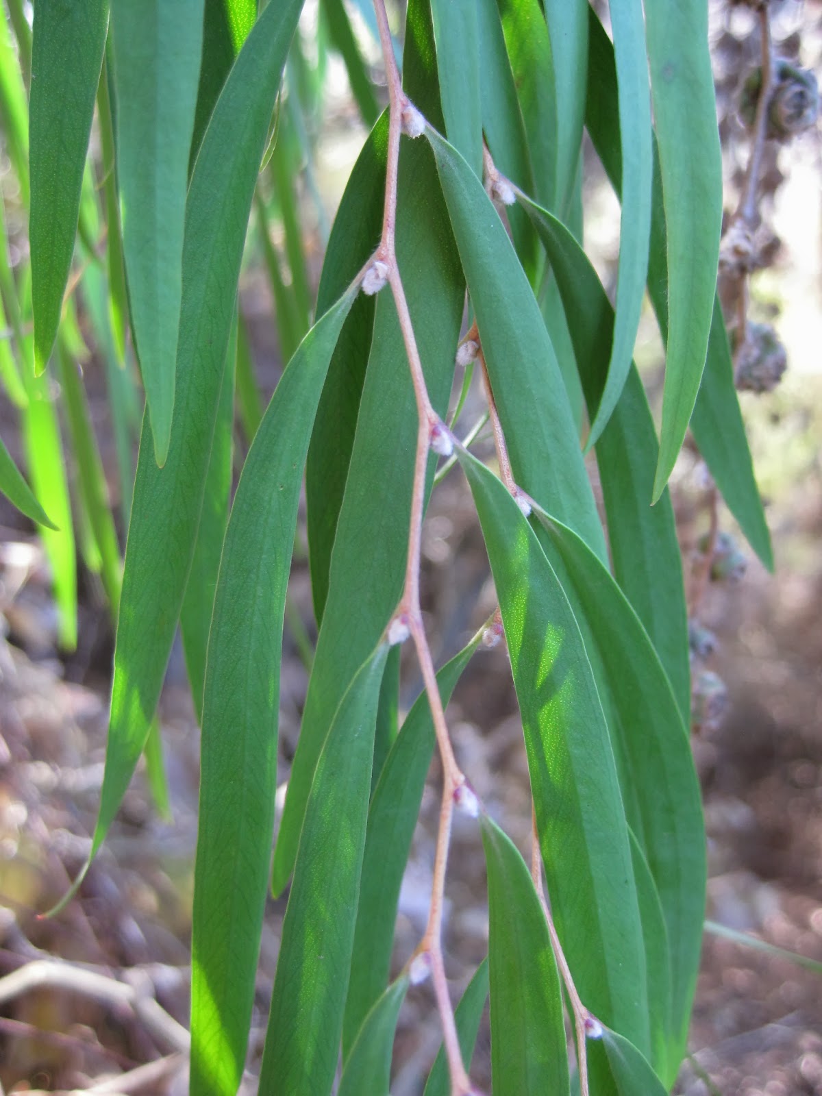 Trees of Santa Cruz County: Agonis flexuosa - Peppermint Willow