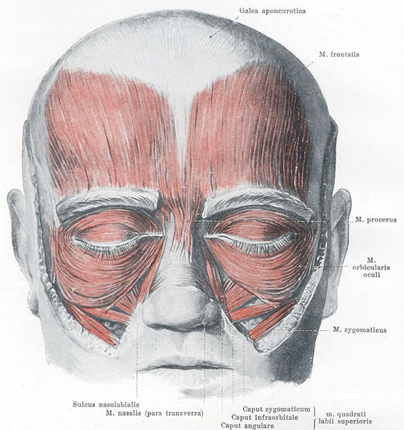 ROBIN SILCOCK: Anatomical References