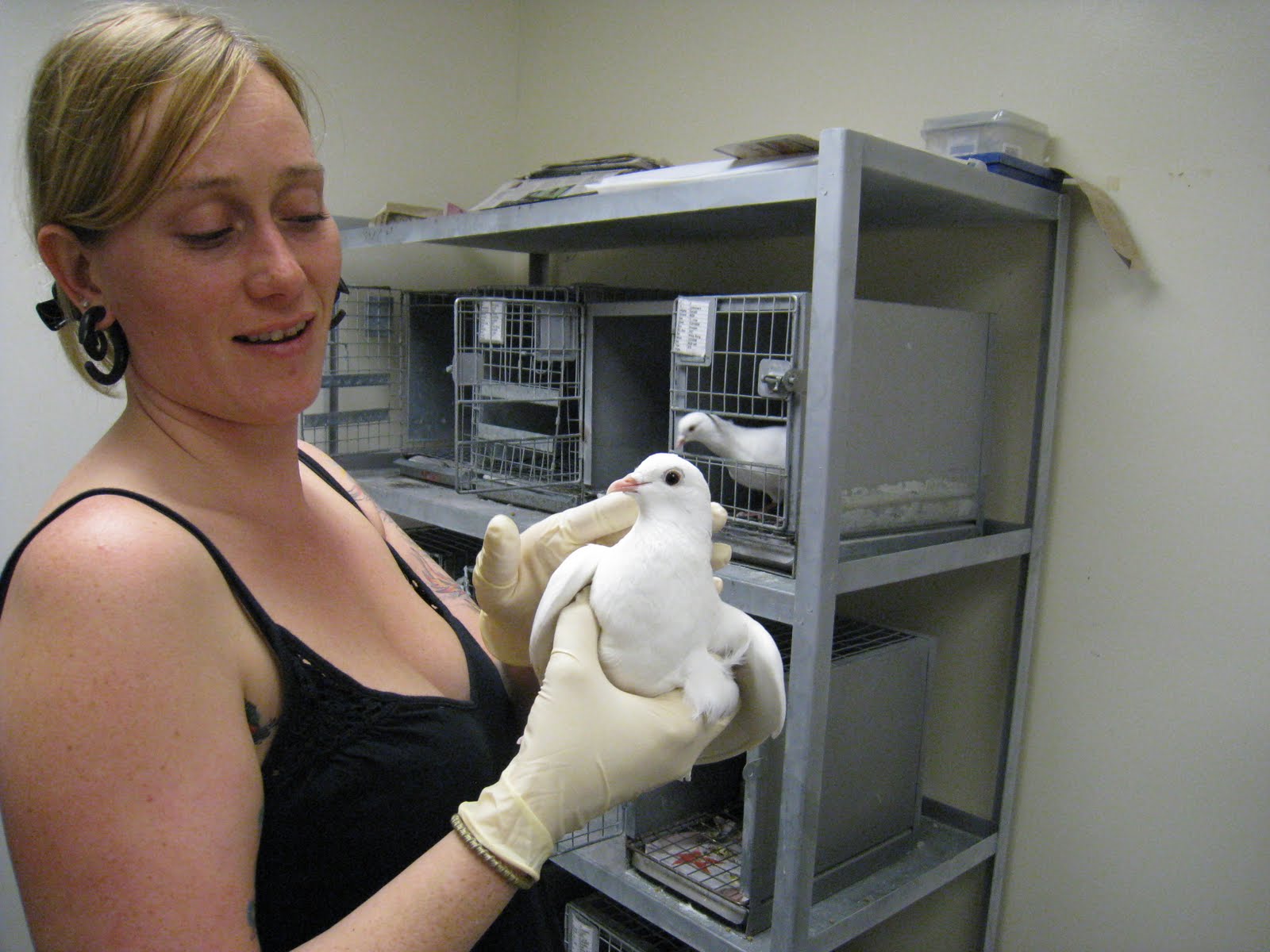 the rescue report: Lab Pigeons Can Count