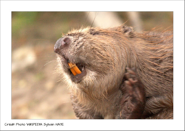 Oh les jolies dents ! Le Castor d'Europe. 2017 023.