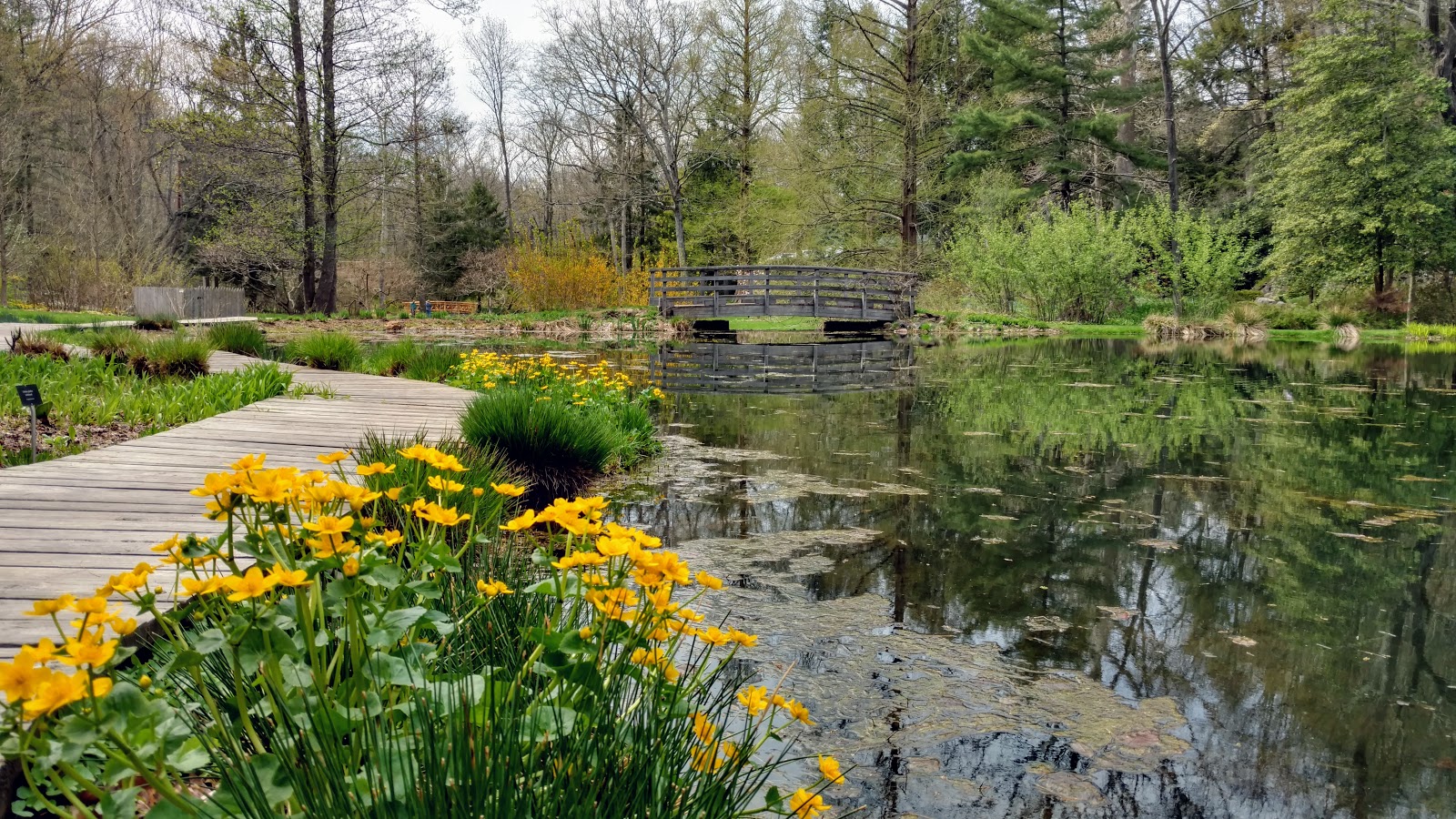Live free or die: Весна. Ботанічний сад Леонарда Джей Бака. Фар Хіллс ...