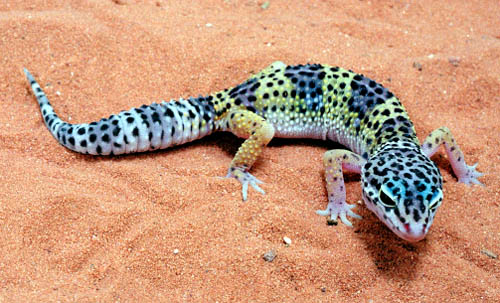 Gecko | Animal Wildlife