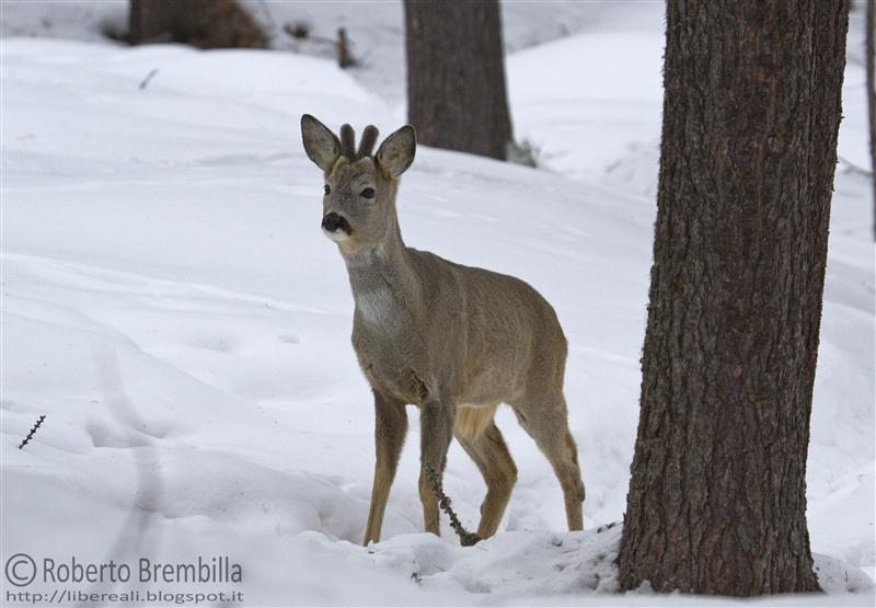 libereali: Il sentiero delle cince