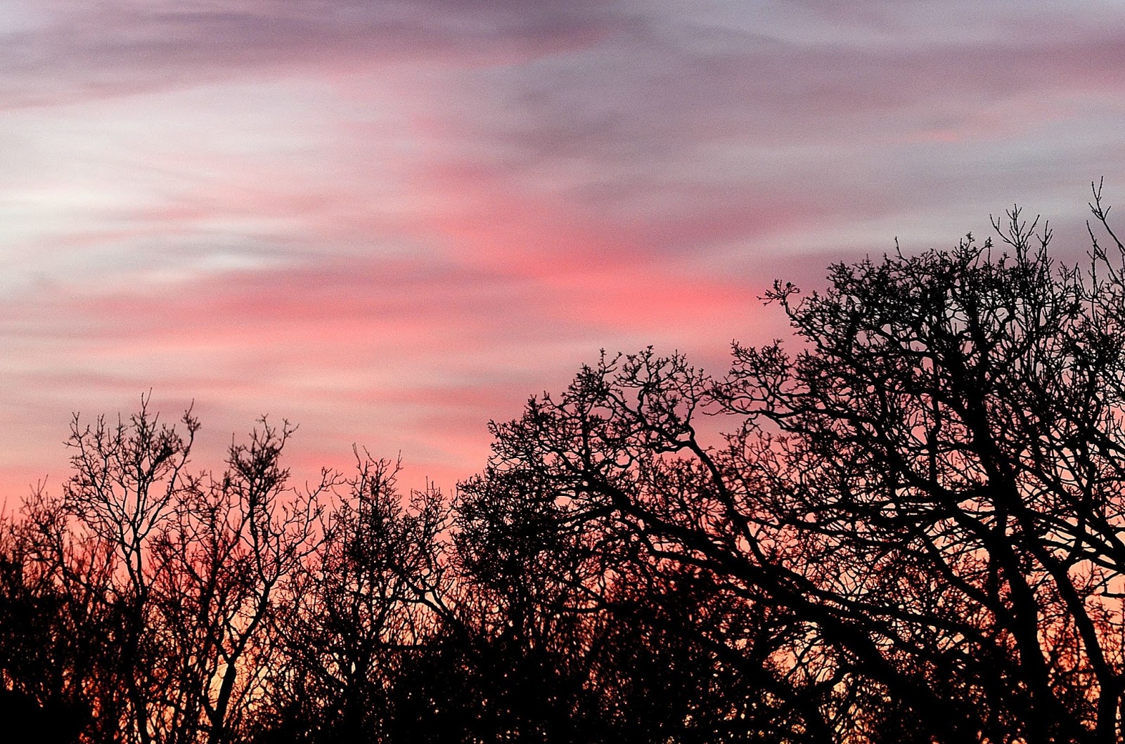 The Things I Enjoy: Views from my balcony (8): Treetops at sunset