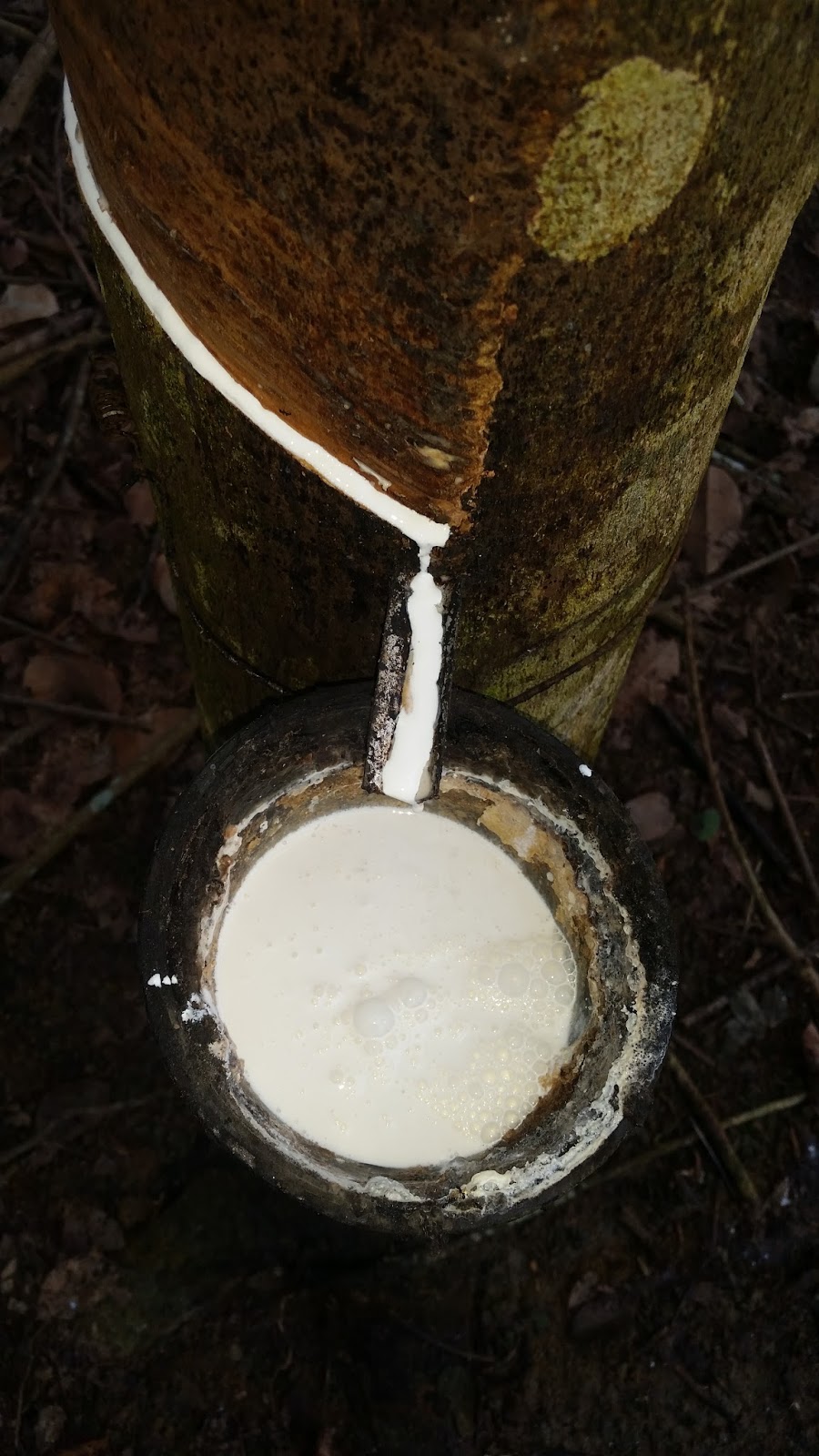 Warisan Petani: Menoreh Pokok Getah.