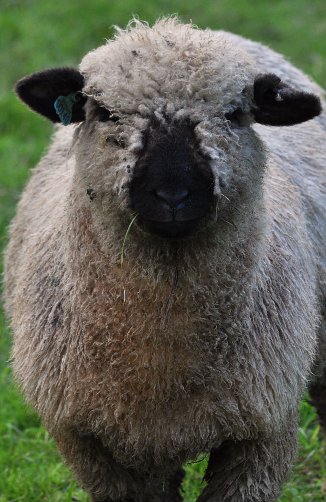 Rob Bowker Photography: Oxford Down sheep