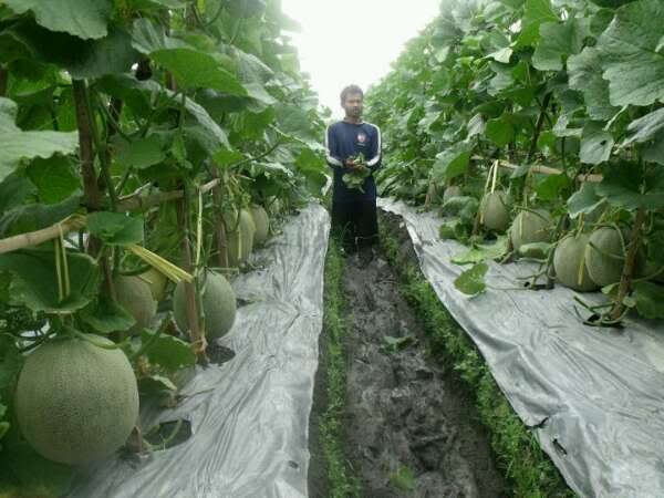 Agriculture: Melon Cultivation