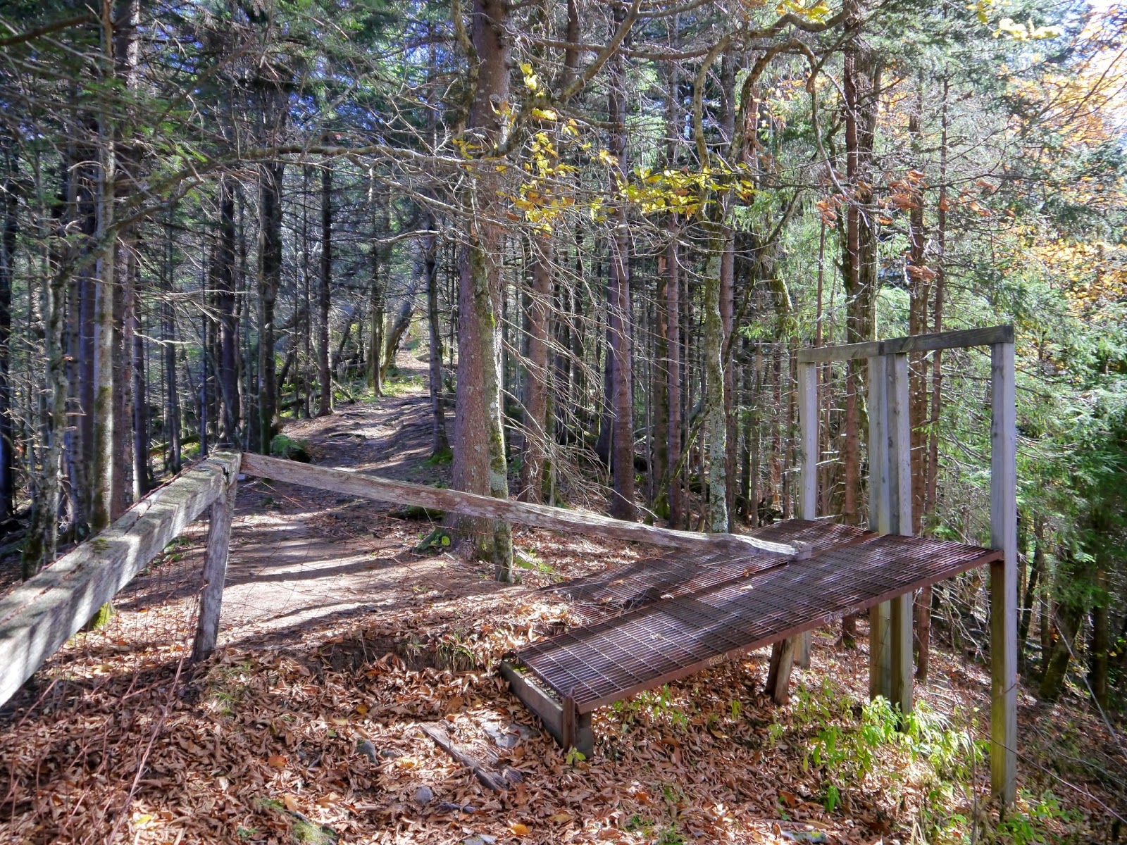 American Travel Journal: Road Prong Trail to Newfound Gap - Appalachian ...