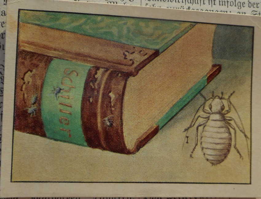 Dr. Lautwein: Trogium pulsatorium, die Bücherlaus