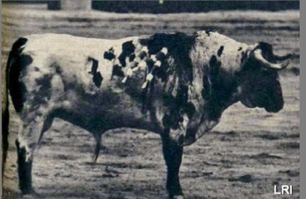 DETOROS Y MAS: El toro blanco