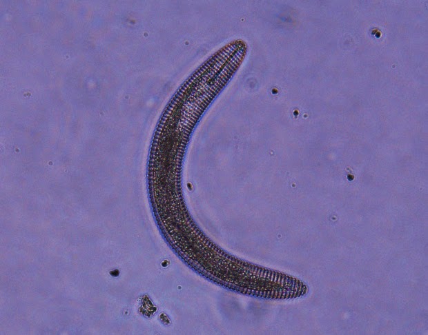 iaTURF: NEMATODES ON BENTGRASS IN IOWA