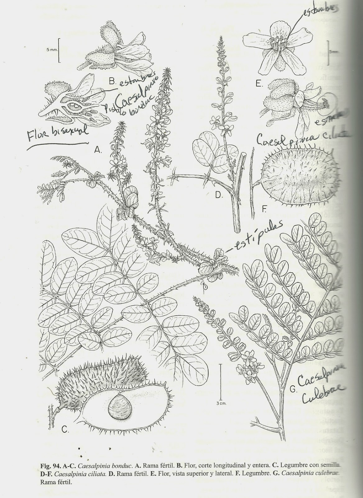 Flora de Puerto Rico Ilustrada Papo Vives: Caesalpinoideae GUILANDINA ...