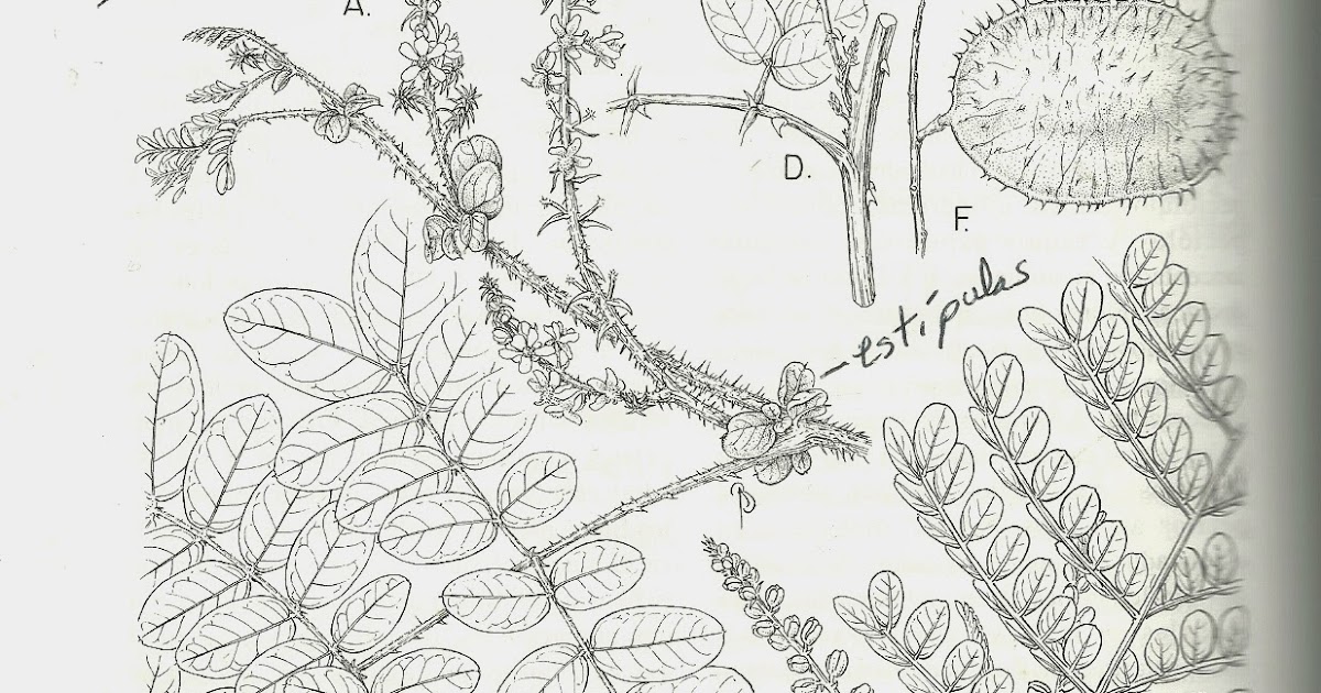 Flora de Puerto Rico Ilustrada Papo Vives: Caesalpinoideae GUILANDINA ...