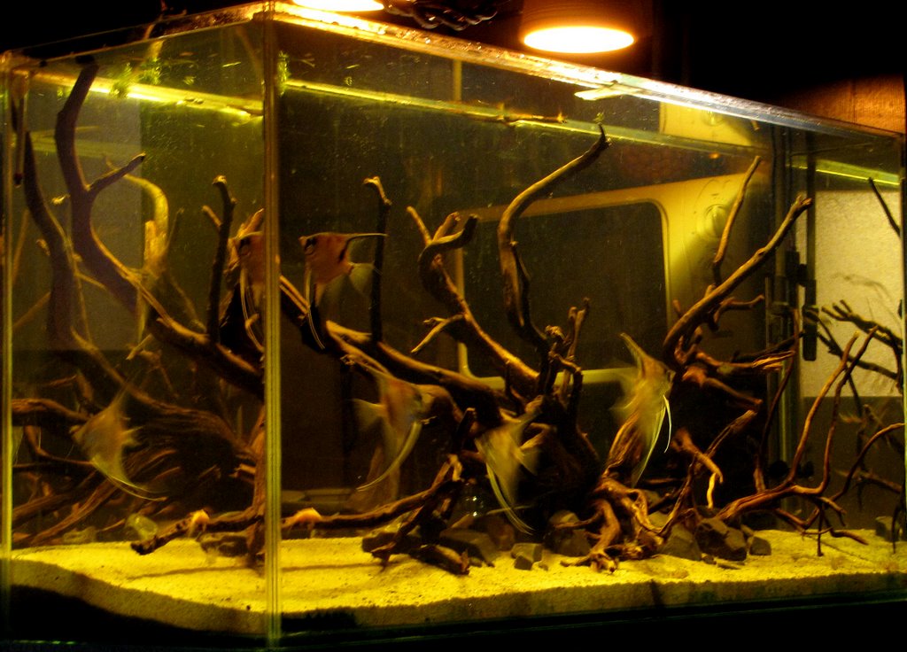 Borko's hobbies: Lago "Manacapuru" - Black water Amazon biotope